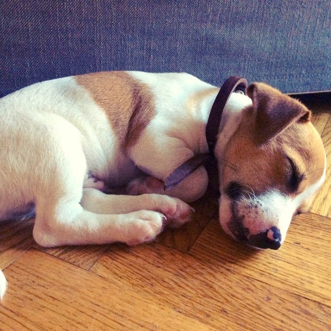Jack Russell On Instagram: “?GET YOUR DOG FEATURED? By Sending Your ...