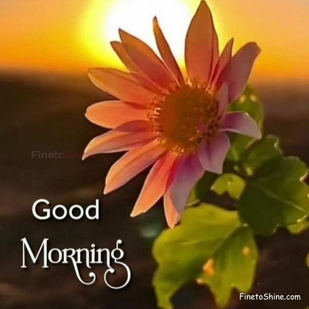400+ Best Good Morning Images 2024