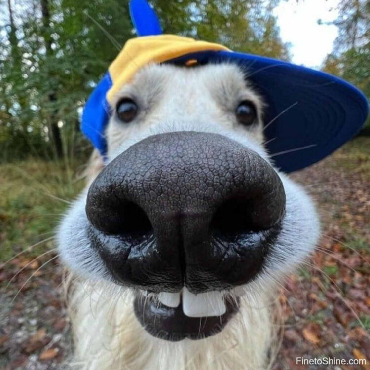 [100+ New] Goofy Ahh Pictures 2026 - FinetoShine